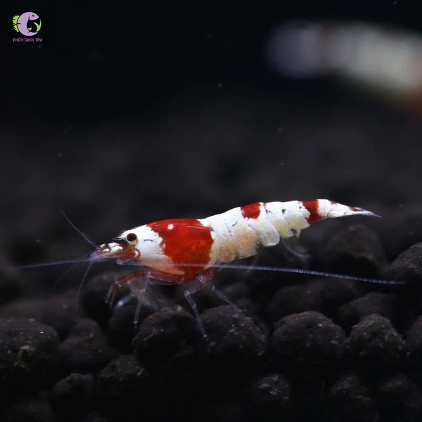 Tép Pure Red Line (size nhỡ) | Thủy Sinh Tím