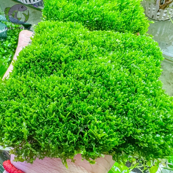 Vỉ Rêu Mini Pelia | Thủy Sinh Tím