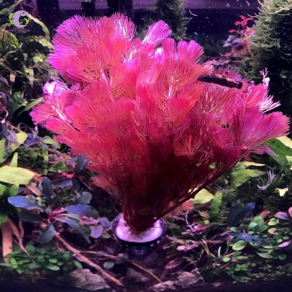 Rong La Hán Đỏ | Thủy Sinh Tím