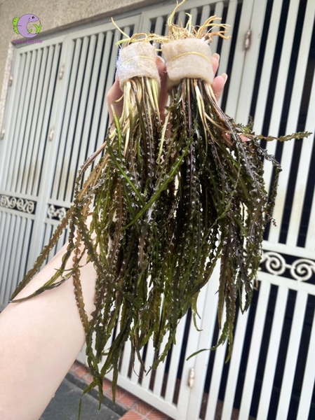 Rong lụa | Thủy Sinh Tím