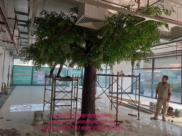 Cây si xanh cổ thụ tại siêu thị Bibo mark Vĩnh Tuy - Hà Nội Tường cây ...