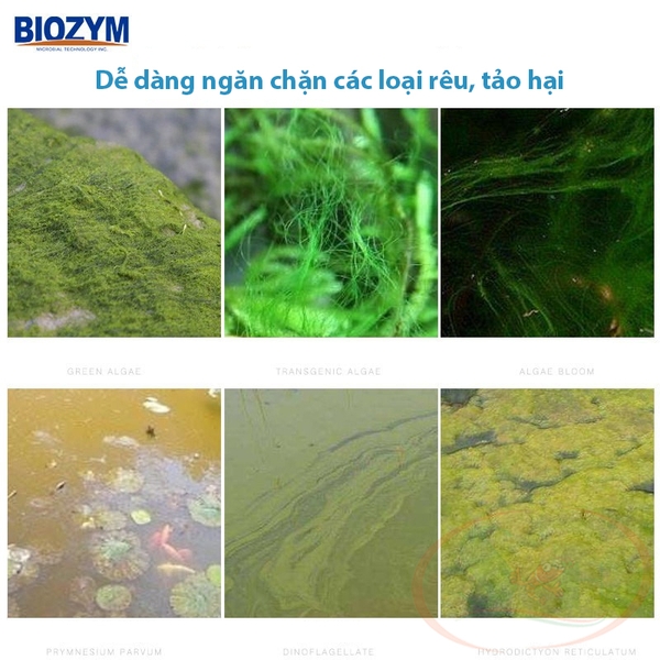 Diệt rêu hại Biozym Algae Remover ức chế tảo thủy sinh - Shrimp Home