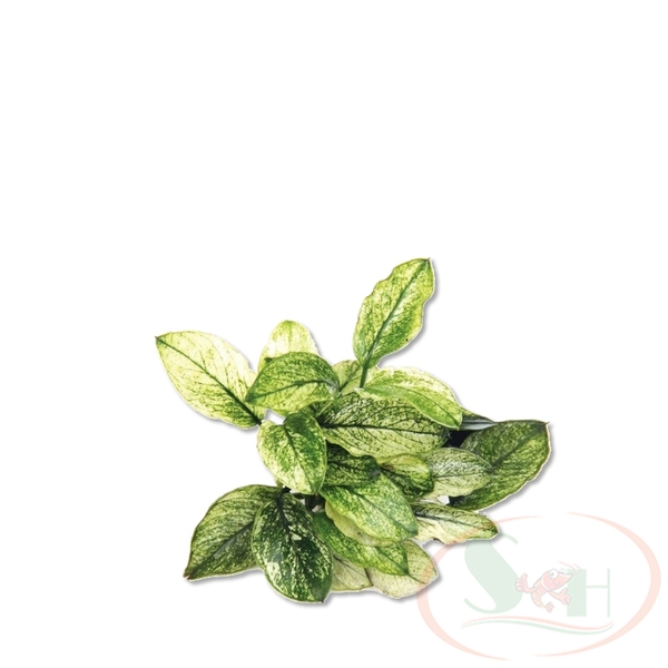 Ráy Anubias Nana Pinto bám giá thể lá nước thủy sinh - Shrimp Home