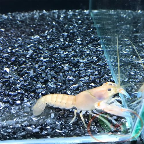 Gex Pure Black - Nền trơ, nền không dưỡng Gex Pure | Shrimp Home