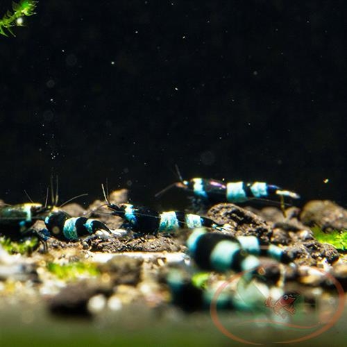 TÉP BLUE PANDA SHADOW - Panda shadow, blue panda twb | Shrimp Home