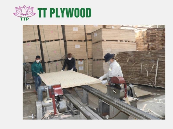 TT Plywood Creates Jobs for Vietnamese Workers Amid Economic Challenges
