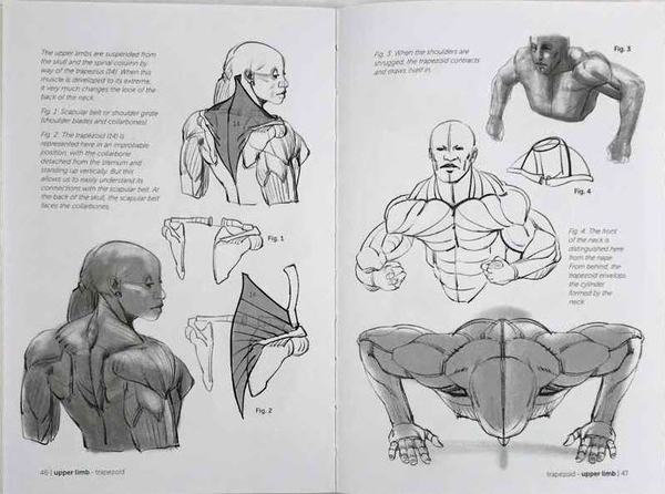 Morpho Muscled Bodies: Anatomy for Artists