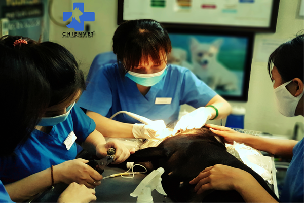 Chien Vet Clinic - Nơi chăm sóc răng hàng đầu cho chó mèo | nanavet.com