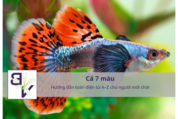 Cá 7 màu: Hướng dẫn toàn diện từ A–Z cho người mới chơi Bucep Viet