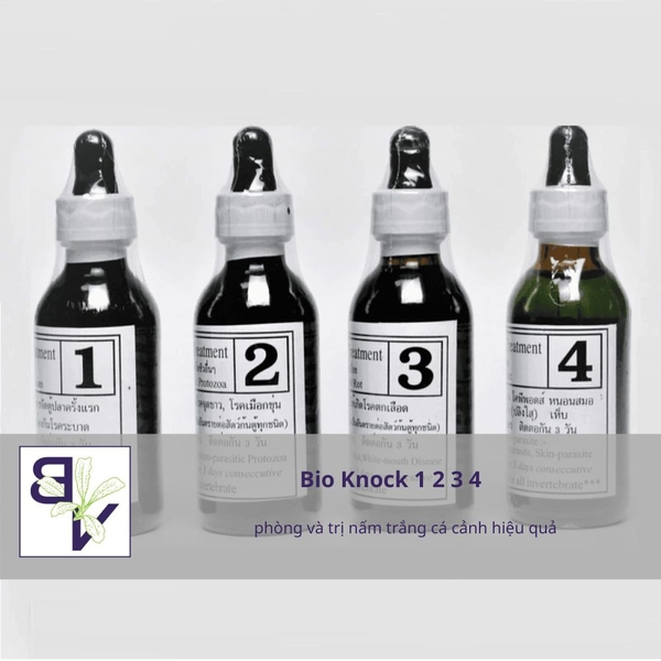 Bio Knock 1 2 3 4 - phòng và trị nấm trắng cá cảnh hiệu quả Bucep Viet
