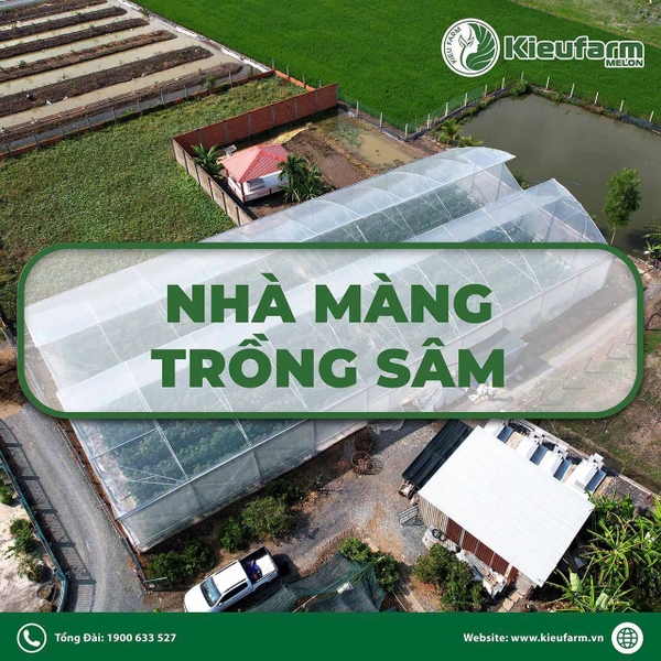 Nhà màng trồng sâm Kieufarm - Giải pháp kiểm soát hiệu quả | CÔNG TY ...