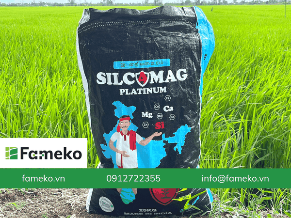 Ứng dụng silic trong gia tăng giá trị cây lúa Fameko.vn
