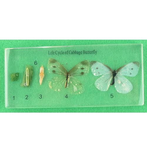 Life Cycle of Cabbage Butterfly Hakyco Montessori Materials