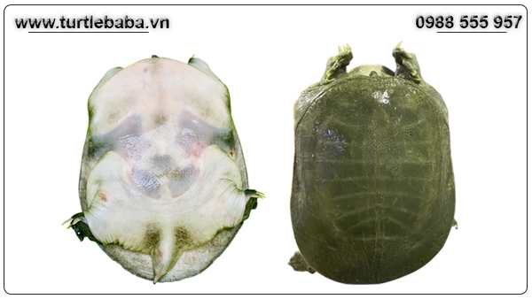 Giá baba thịt Hải Nguyên Seafood