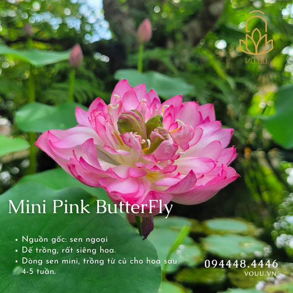 Mini Pink ButterFly Sen Vô Ưu