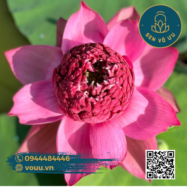 Củ giống sen Red Amity Sen Vô Ưu