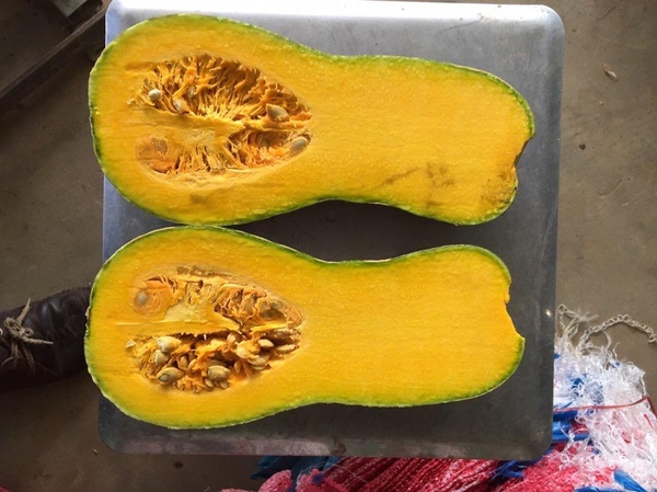 BÍ ĐỎ HẠT ĐẬU F1 AK NO. 68 - PUMPKIN BUTTERNUT F1 AK NO.68 King Agro