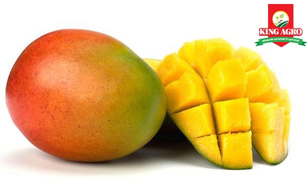 MANGO R2E2 / AUSTRALIAN MANGO - XOÀI ÚC King Agro