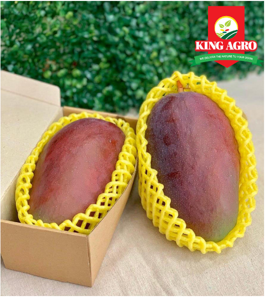 TAIWANESE MANGO (PURPLE MANGO) - XOÀI ĐỎ NGỌC VÂN King Agro