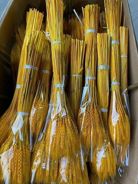 HOA BÔNG LÚA VÀNG - Set 100 cây | TAKIFOOD