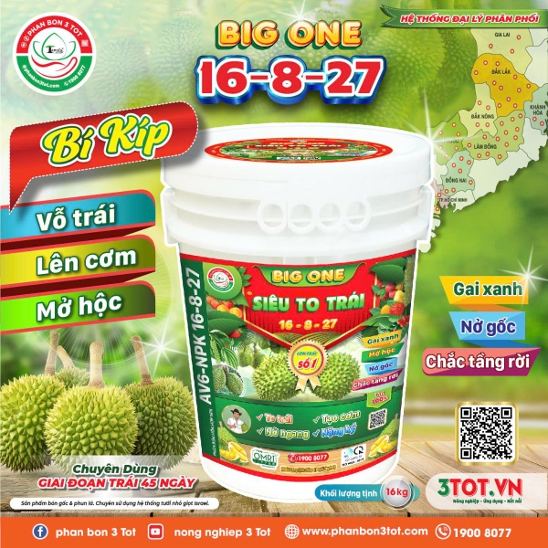 BIG ONE 16-8-27 – BÍ KÍP VỖ TRÁI, LÊN CƠM GIAI ĐOẠN 45 NGÀY TRÁI Phân ...