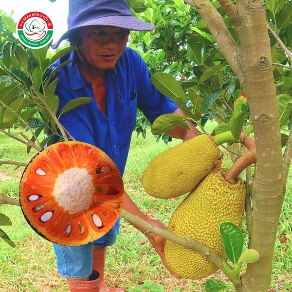 MÍT RUỘT ĐỎ HIỆN NAY, CÁCH PHÂN BIỆT CÁC LOẠI MÍT RUỘT ĐỎ | CTY 3 TỐT ...