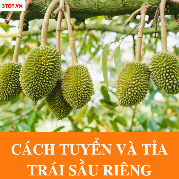 Cách Chọn Và Tỉa Trái Sầu Riêng Đợt 1 Như Thế Nào? Phân Bón 3Tot.vn