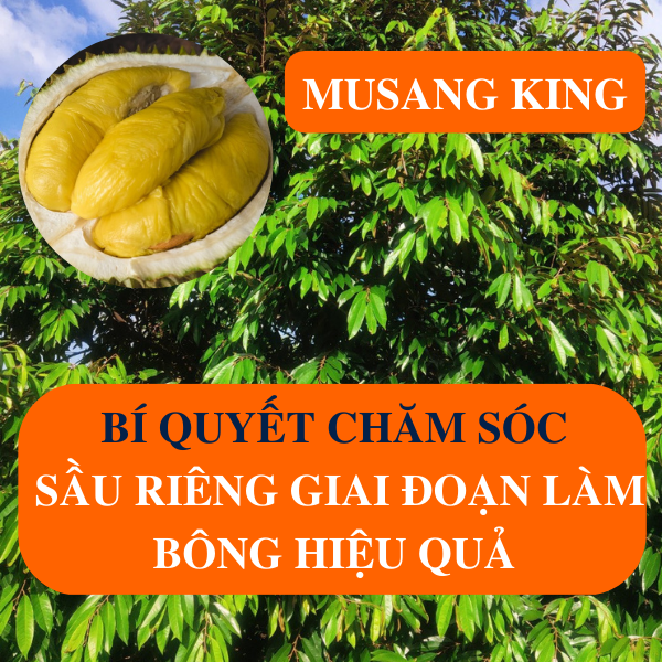 Nguồn Gốc Musang King Loại Sầu Riêng Ngon Nhất Thế Giới Và Cách Chăm S ...