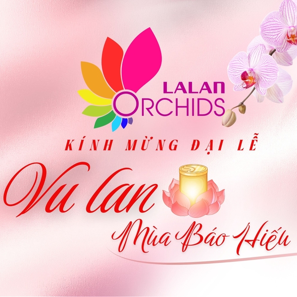 Lan Hồ Điệp – Món Quà Ý Nghĩa Trong Lễ Vu Lan Báo Hiếu hoalanlalan.com