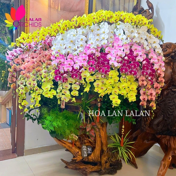 LAN HỒ ĐIỆP GỖ LŨA ĐA MÀU SẮC NGHỆ THUẬT - ĐẠI CẢNH hoalanlalan.com