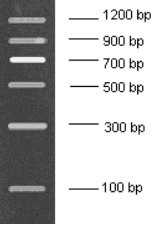 100-5000bp DNA Marker Plus, Ready-to-use Công ty LABTECH Việt nam