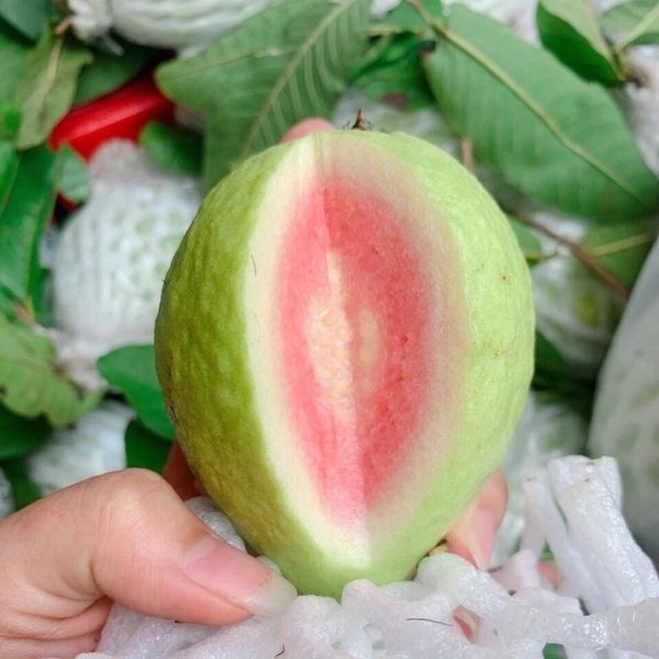 Ổi Ruby | PHUC FRESH