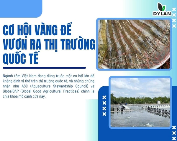 CHỨNG NHẬN ASC/GLOBALGAP CHO TÔM VIỆT: CƠ HỘI VÀNG ĐỂ VƯƠN RA THỊ TRƯỜ ...