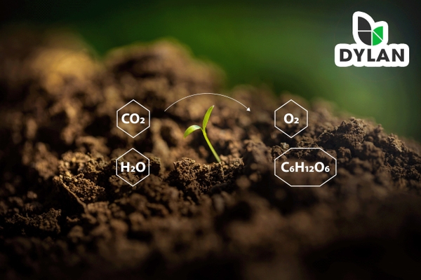 Tỷ Lệ C/N: Khái Niệm, Ý Nghĩa và Ứng Dụng trong Ngành Phân Bón | DYLAN
