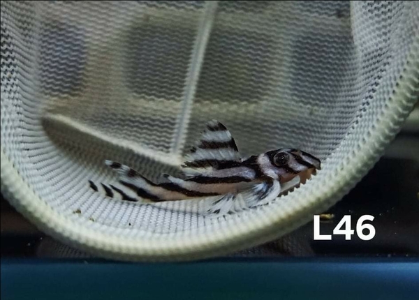 Cá Pleco L46 (Sz 3-3,5cm)