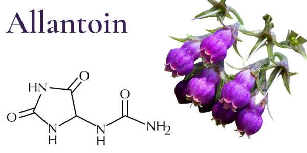 ALLANTOIN - HOẠT CHẤT VÀNG TRONG LÀNG DƯỠNG DA | SEOULGROUP