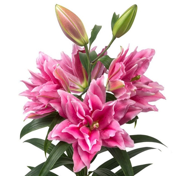 Hoa lyly kép CÔNG TY TNHH TM DV TRƯỜNG HOÀNG