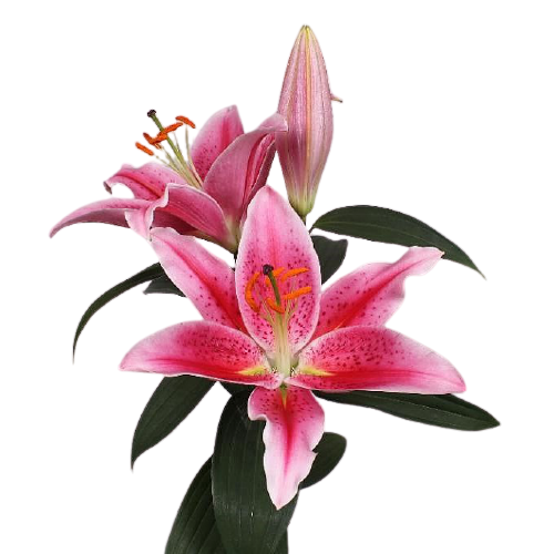 Hoa lyly 5 CÔNG TY TNHH TM DV TRƯỜNG HOÀNG