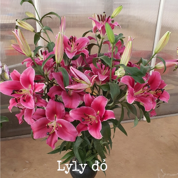 Hoa lyly 0121 CÔNG TY TNHH TM DV TRƯỜNG HOÀNG