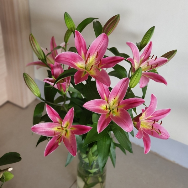 Hoa lyly 2021 - 01 CÔNG TY TNHH TM DV TRƯỜNG HOÀNG