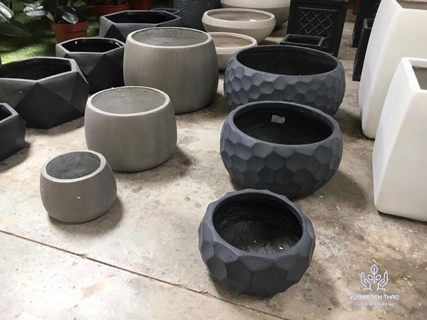 Chậu Đá Mài Gáo Dừa Kim Cương | Vườn Bách Thảo