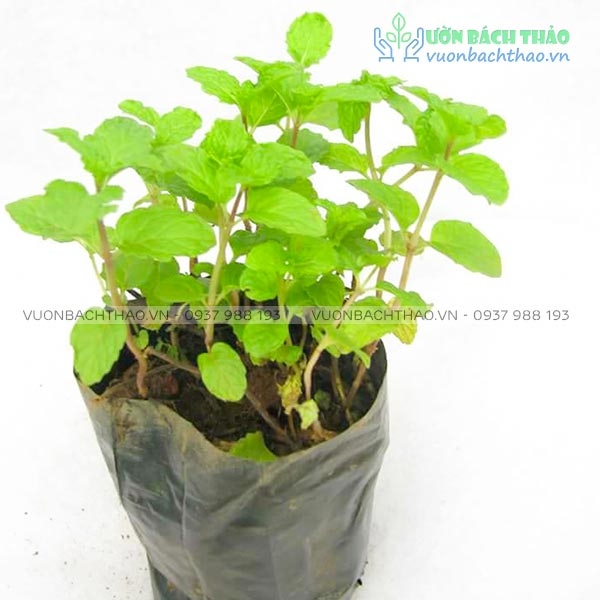 Cây Bạc Hà | Vườn Bách Thảo