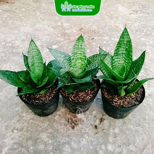 Cây Lưỡi Mèo | Vườn Bách Thảo