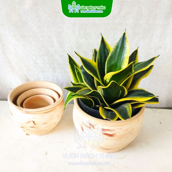 Chậu Đất Nung Dạng Lu Trồng Cây | Vườn Bách Thảo