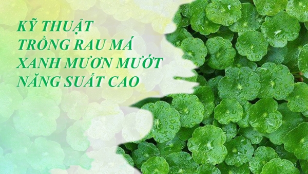 Bật mí kỹ thuật trồng rau má xanh mươn mướt, năng suất cao | Hạt giống ...