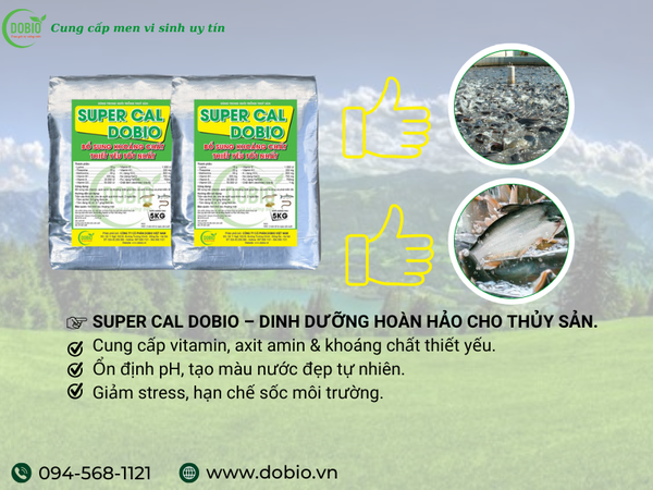 GIẢI PHÁP KHẮC PHỤC KHÓ KHĂN TRONG NUÔI TRỒNG THỦY SẢN VỚI SUPER CAL D ...