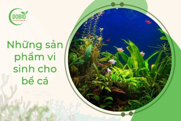Top những sản phẩm vi sinh cho bể cá được nhiều người dùng nhất - Dobio.vn