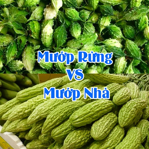 Mướp đắng rừng và mướp đắng thường công dụng trị bệnh Cửa hàng Tây Bắc