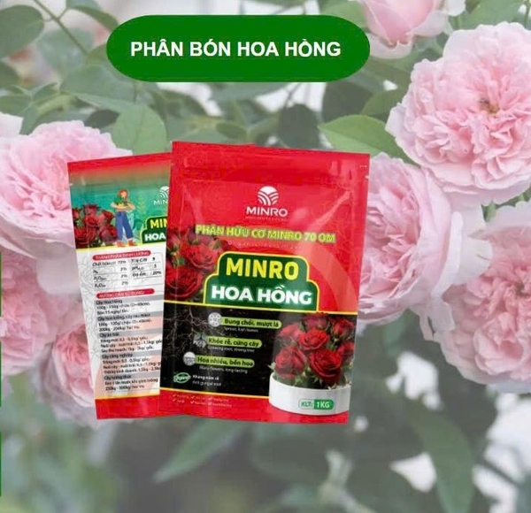 PHÂN BÓN HOA HỒNG