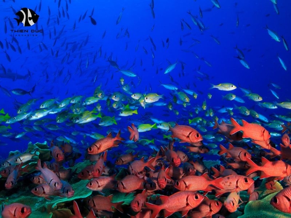 Aquatic Fish Export: Premium Service for Global Fish Trade